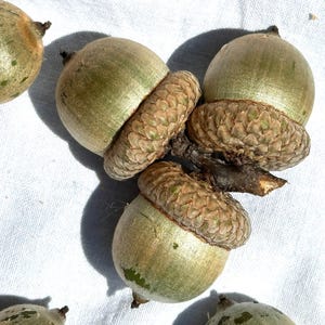 Fresh Natural Acorns Triplets Red Oak - Etsy