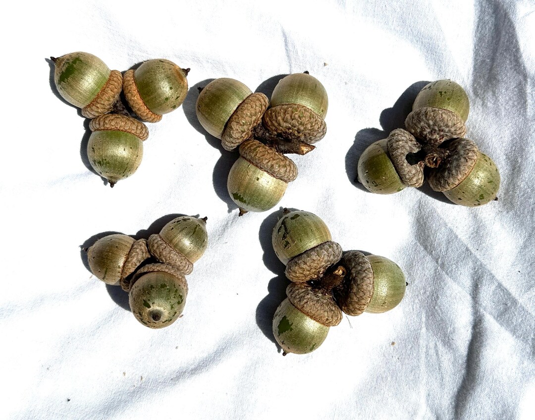 Fresh Natural Acorns Triplets Red Oak - Etsy