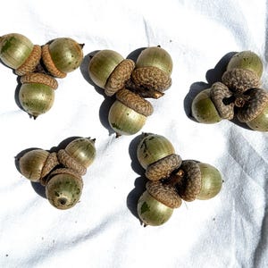 Fresh Natural Acorns Triplets Red Oak - Etsy