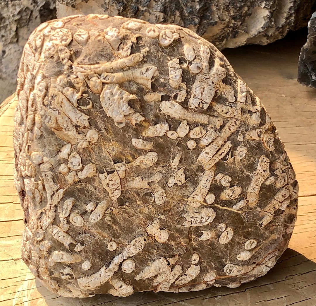 Montana Ejecta Melt Fossil Specimen, Crater Impact Rock - Etsy