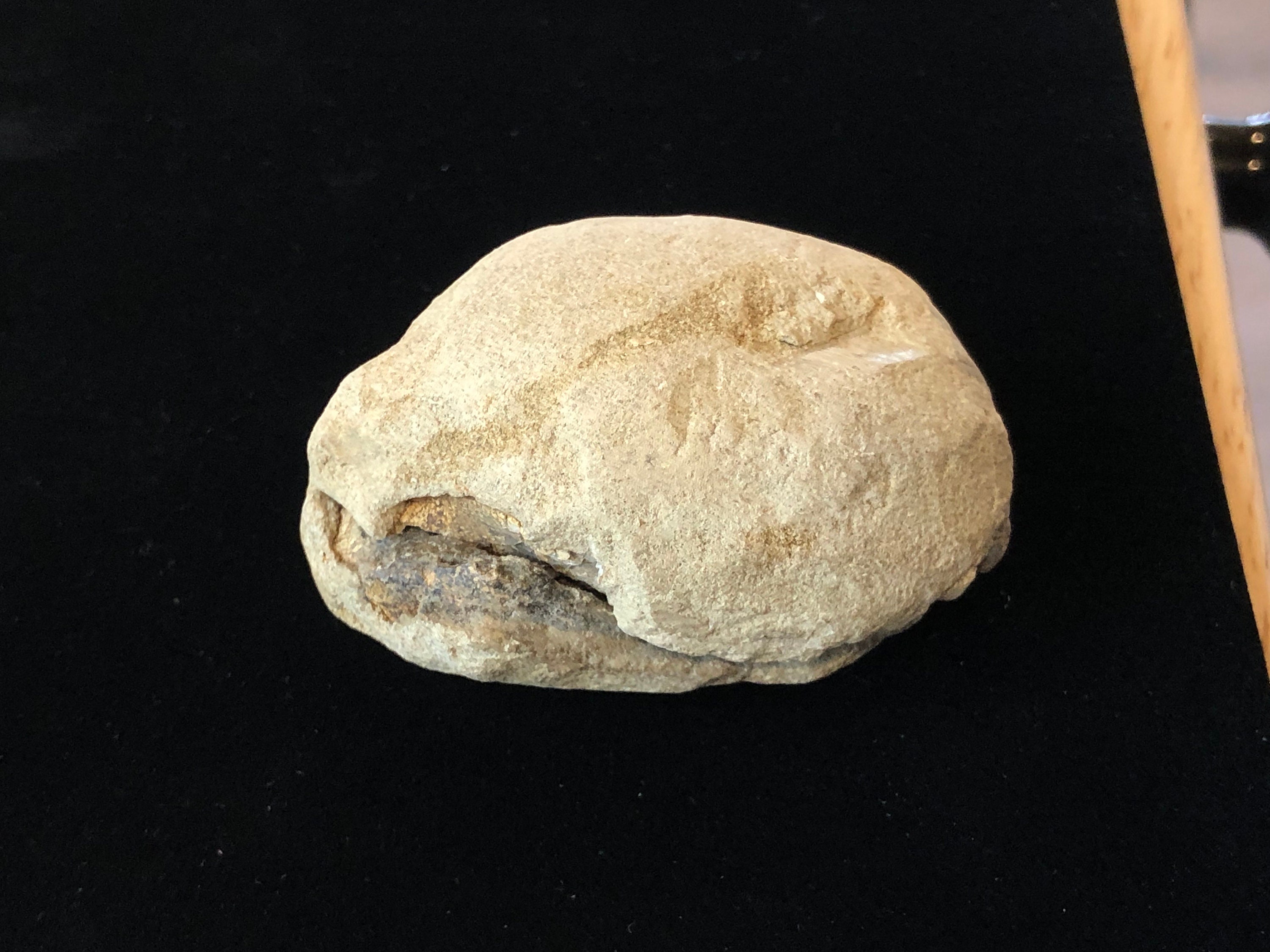 Fossilized Mud Crab Collector Specimen - Etsy