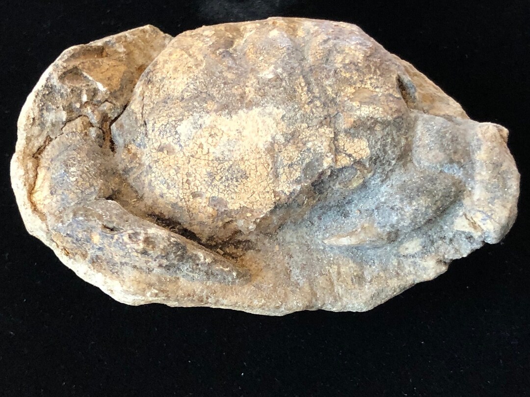 Fossilized Mud Crab Collector Specimen - Etsy