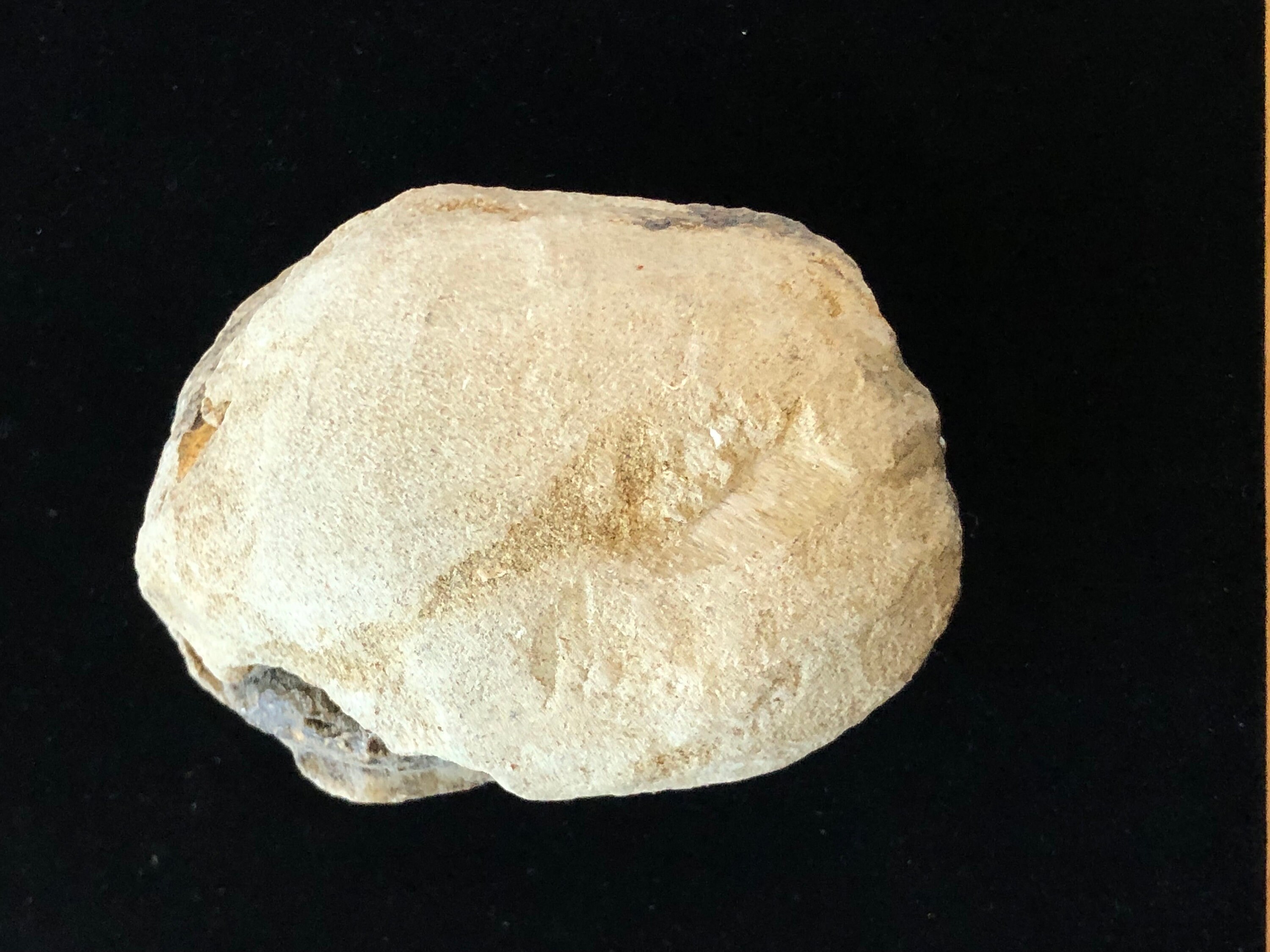 Fossilized Mud Crab Collector Specimen - Etsy