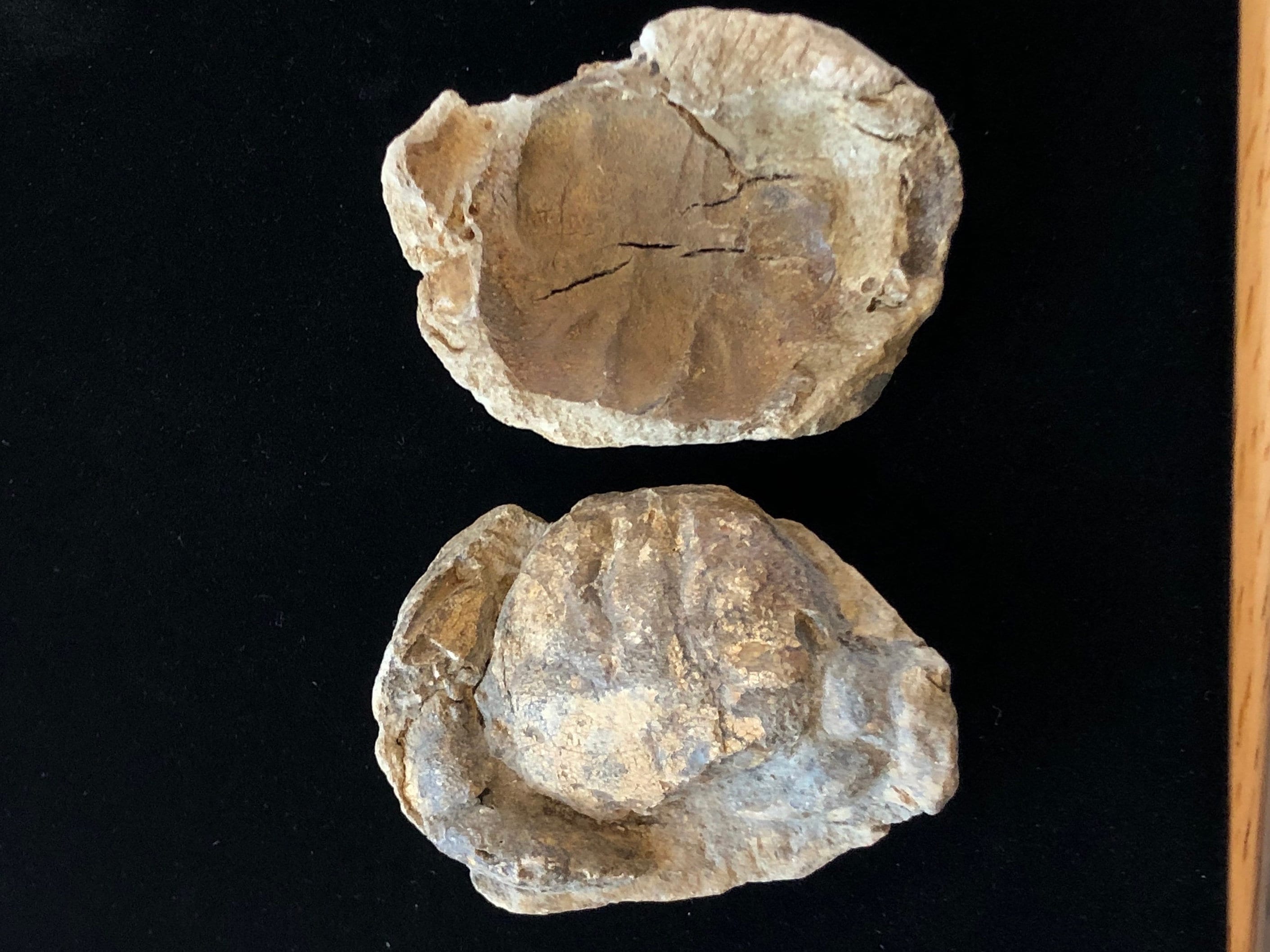 Fossilized Mud Crab Collector Specimen - Etsy