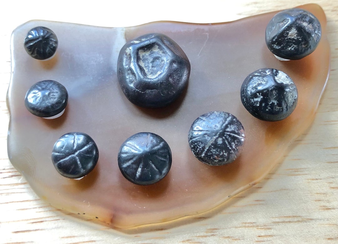 Montana Geothite Sanddollar Specimen Collection - Etsy