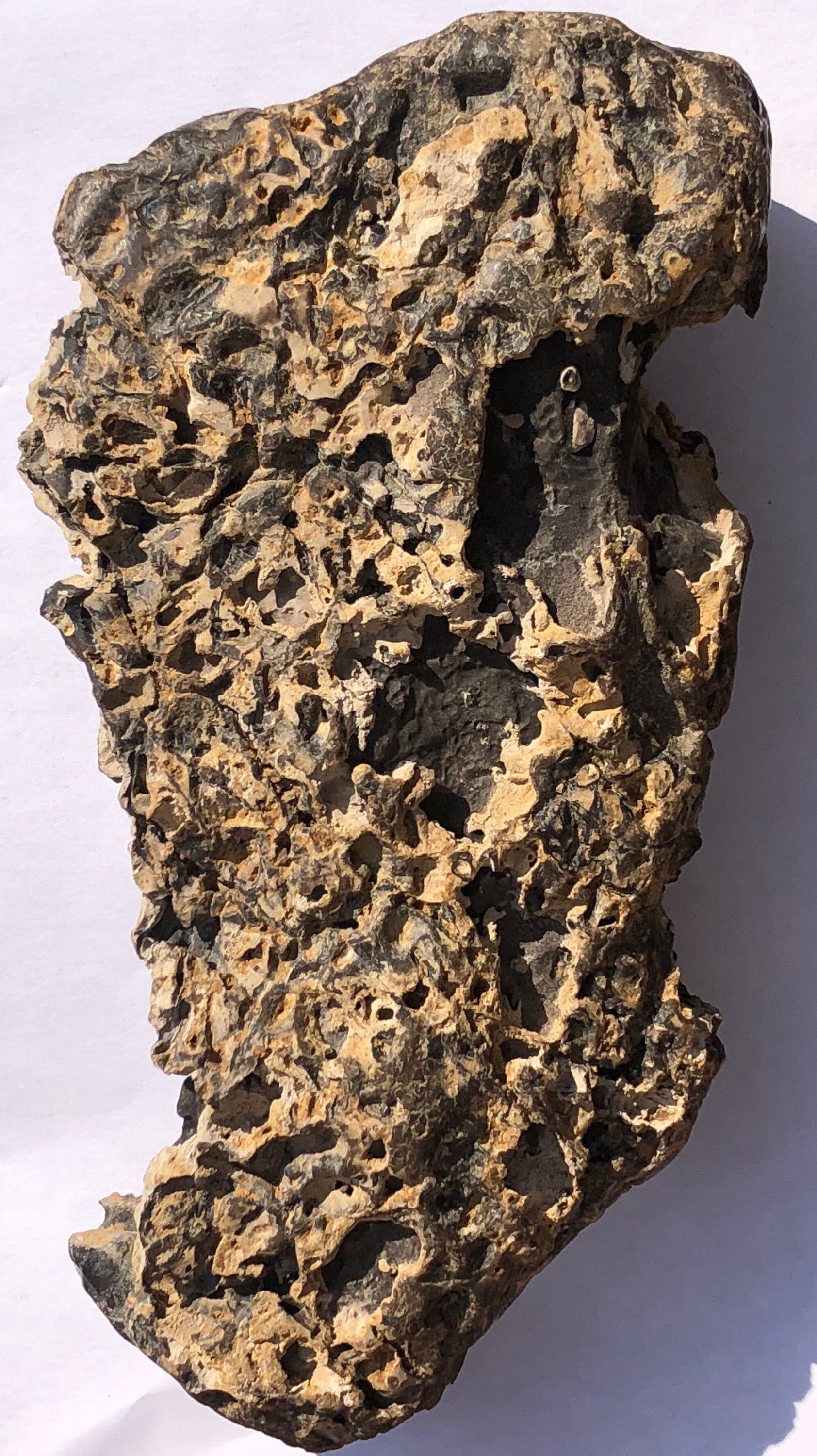 Eldorado Bar Montana Fusion Crusted Limestone/cabinet Specimen - Etsy
