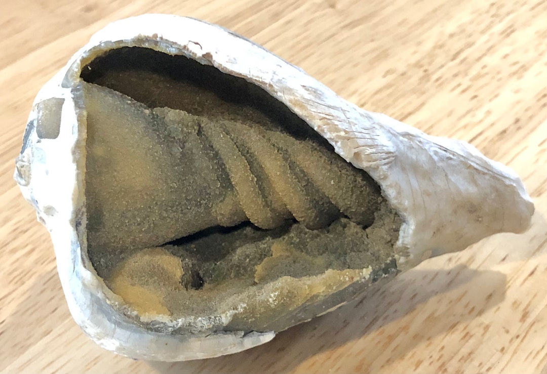 Seashell Fossil Specimen With Botryoidal Druzy Inside - Etsy