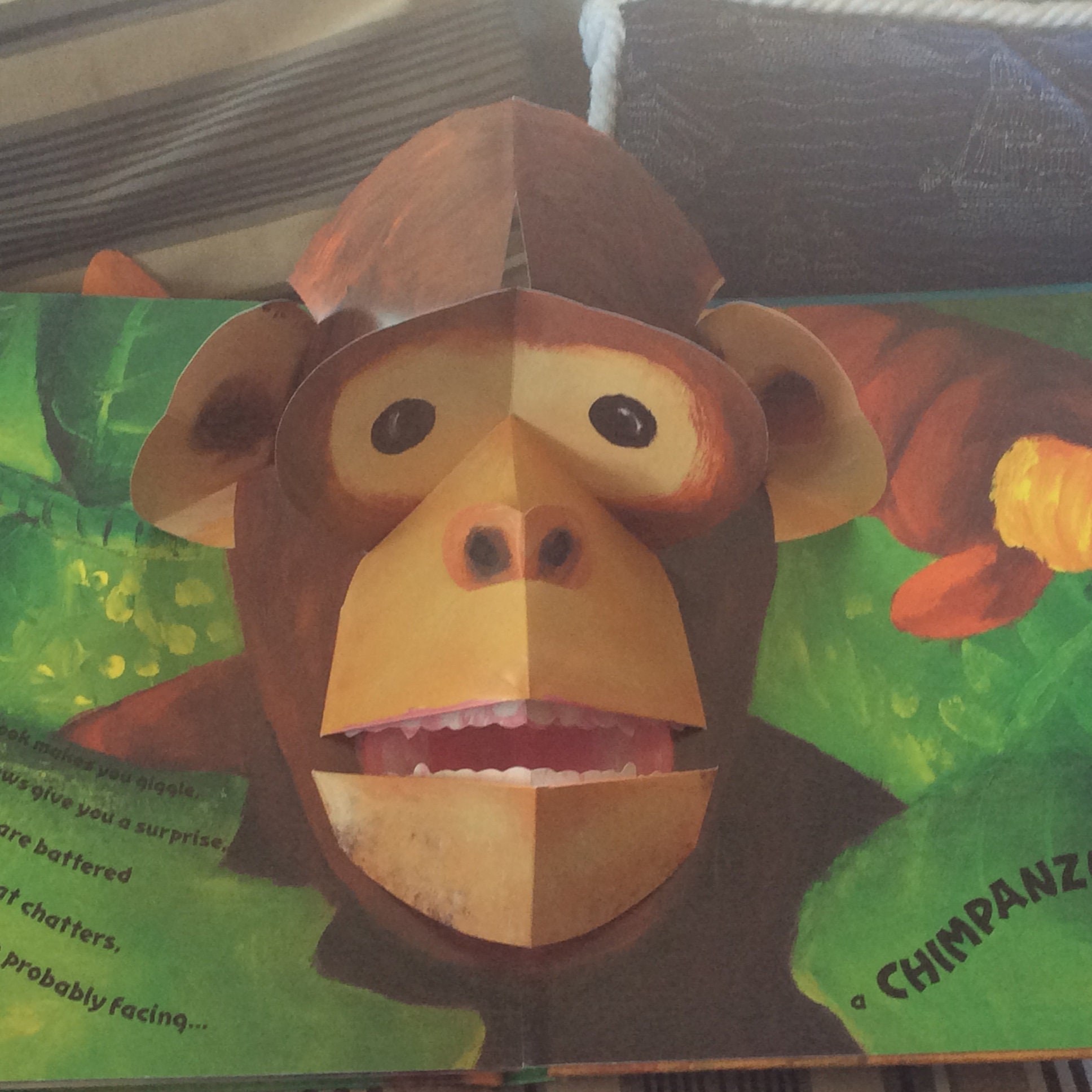 Face to Face Safari Pop up Book by Sally Hewitt - Etsy UK