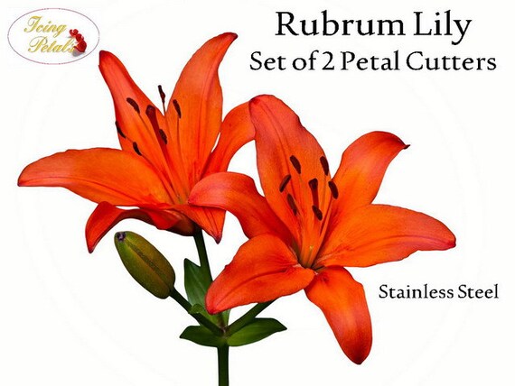 Rubrum/stargazer Lily Cutters & Veiner Set/4 by Icing Petals - Etsy