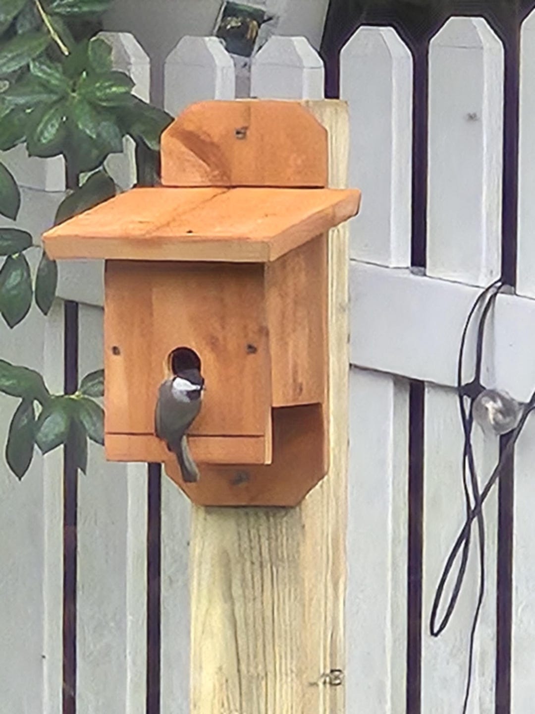 Chickadee Winter Roosting Box. - Etsy