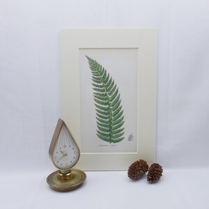 Victorian Fern Print, Original Hand Coloured by John E. Sowerby, From ...