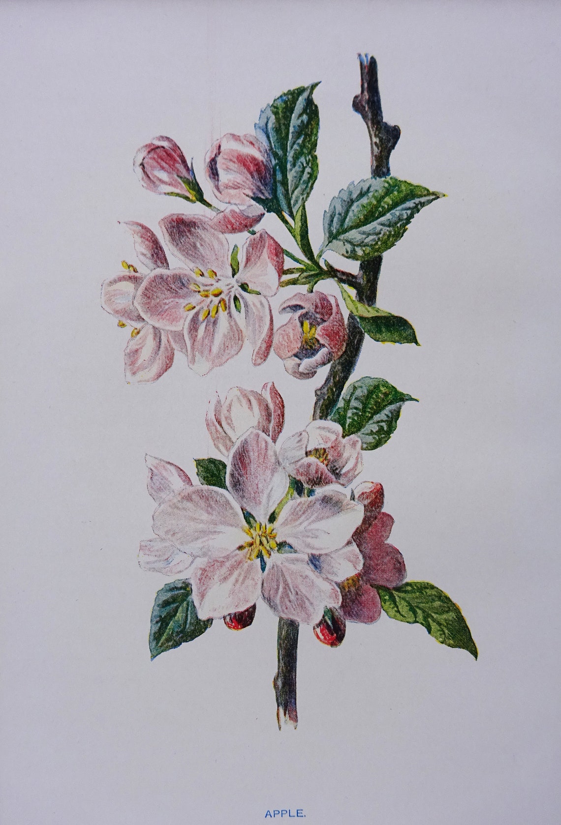 Victorian Wildflower Print ~ Apple, Antique Original Illustration by F ...
