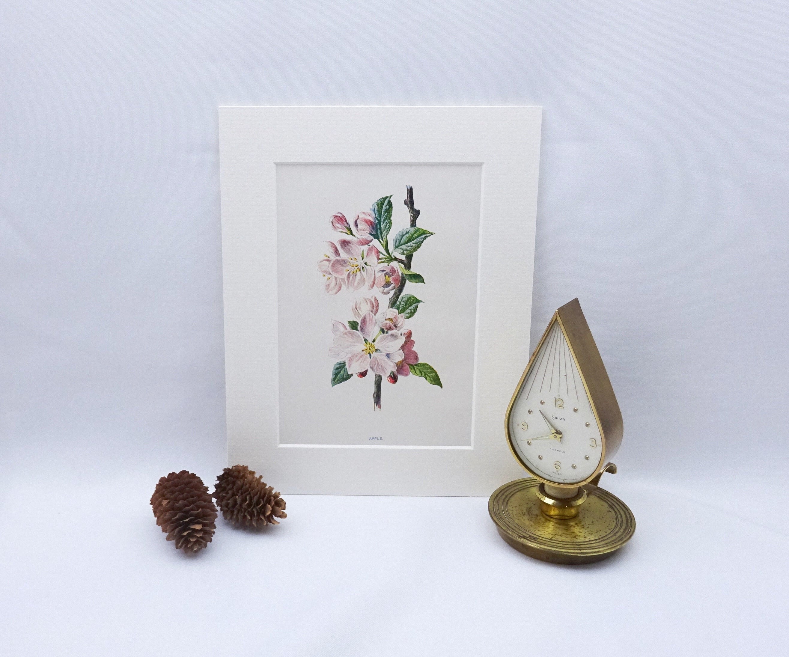 Victorian Wildflower Print ~ Apple, Antique Original Illustration by F ...