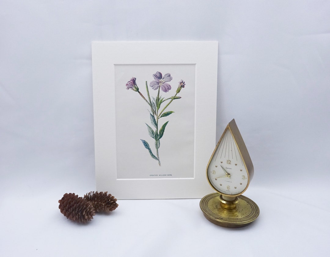 Victorian Wildflower Print ~ Greater Willowherb, Antique Illustration ...