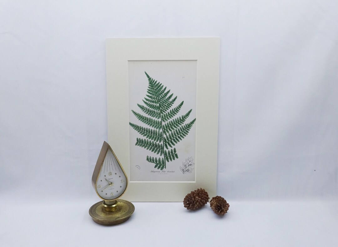 Victorian Fern Print, Original Hand Coloured by John E. Sowerby, From ...
