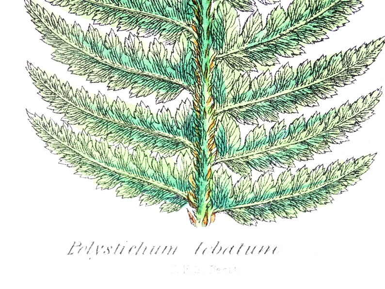 Victorian Fern Print Original Hand Coloured by John E. - Etsy UK