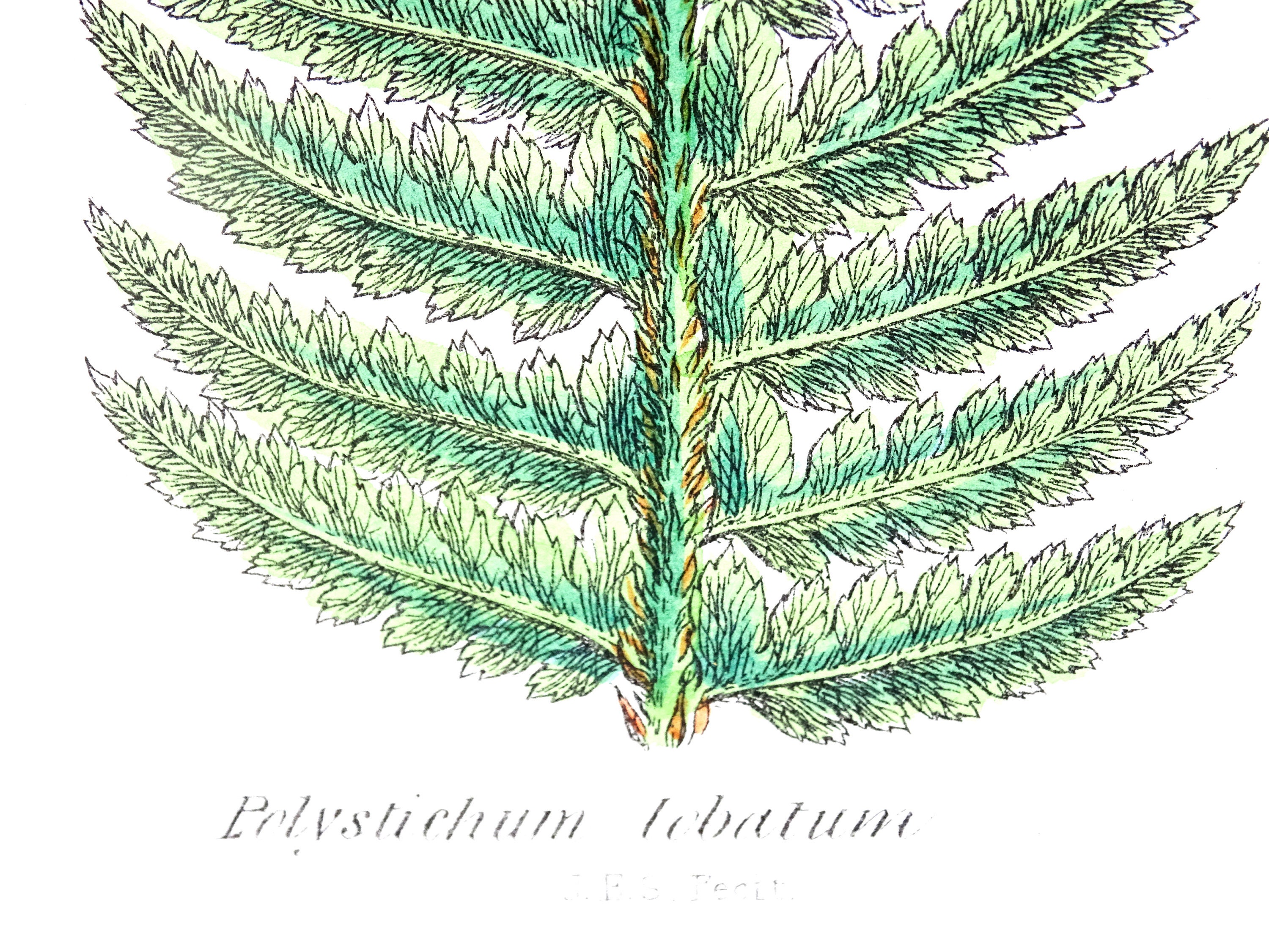 Victorian Fern Print Original Hand Coloured by John E. - Etsy UK