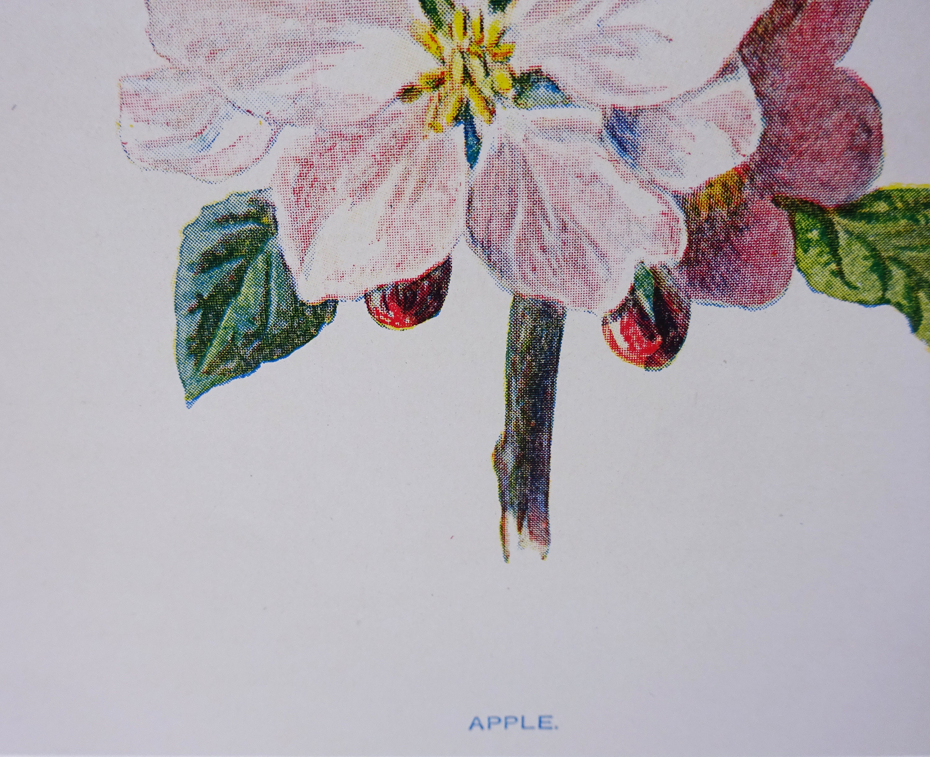Victorian Wildflower Print ~ Apple, Antique Original Illustration by F ...