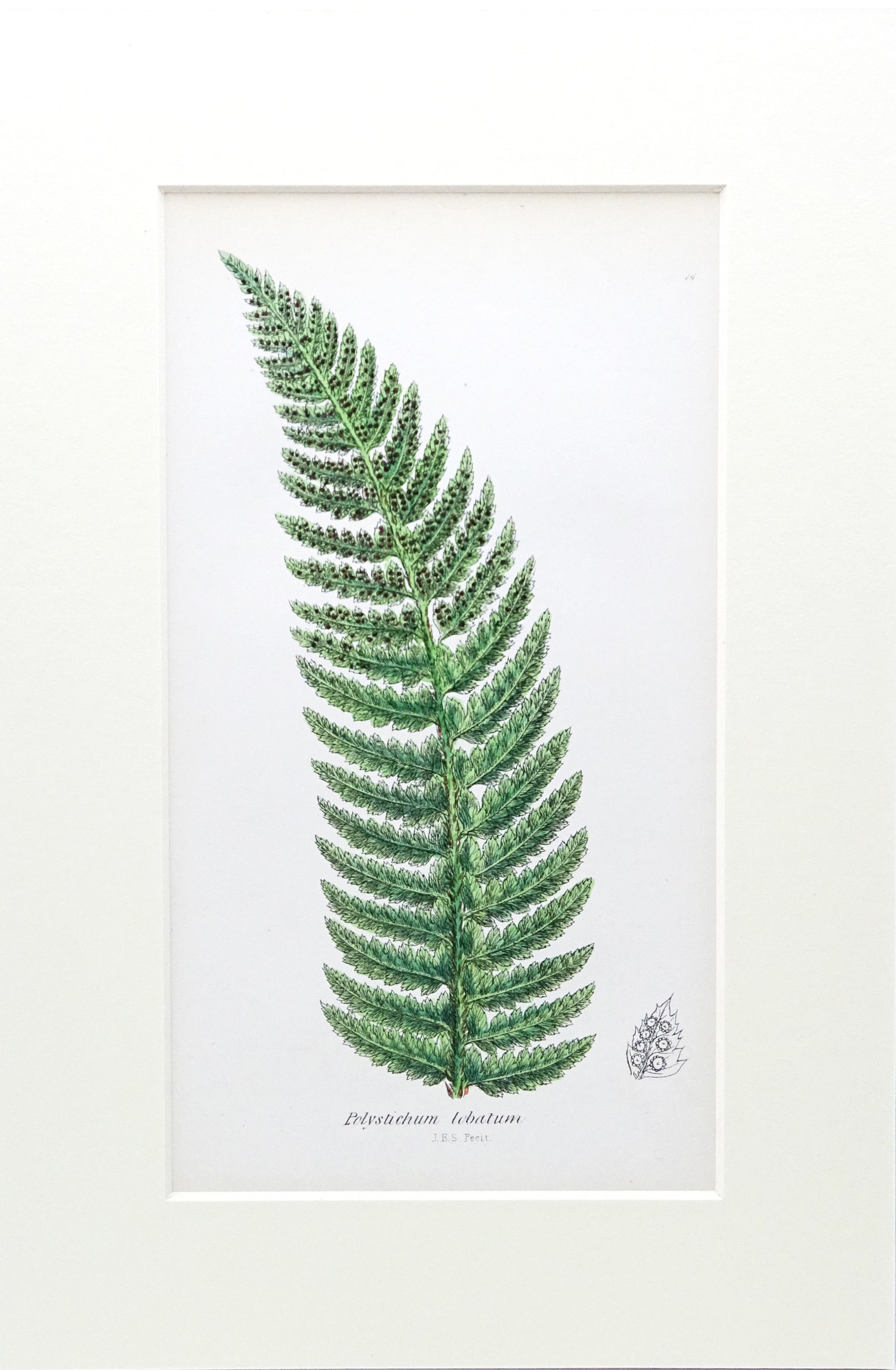 Victorian Fern Print Original Hand Coloured by John E. - Etsy UK