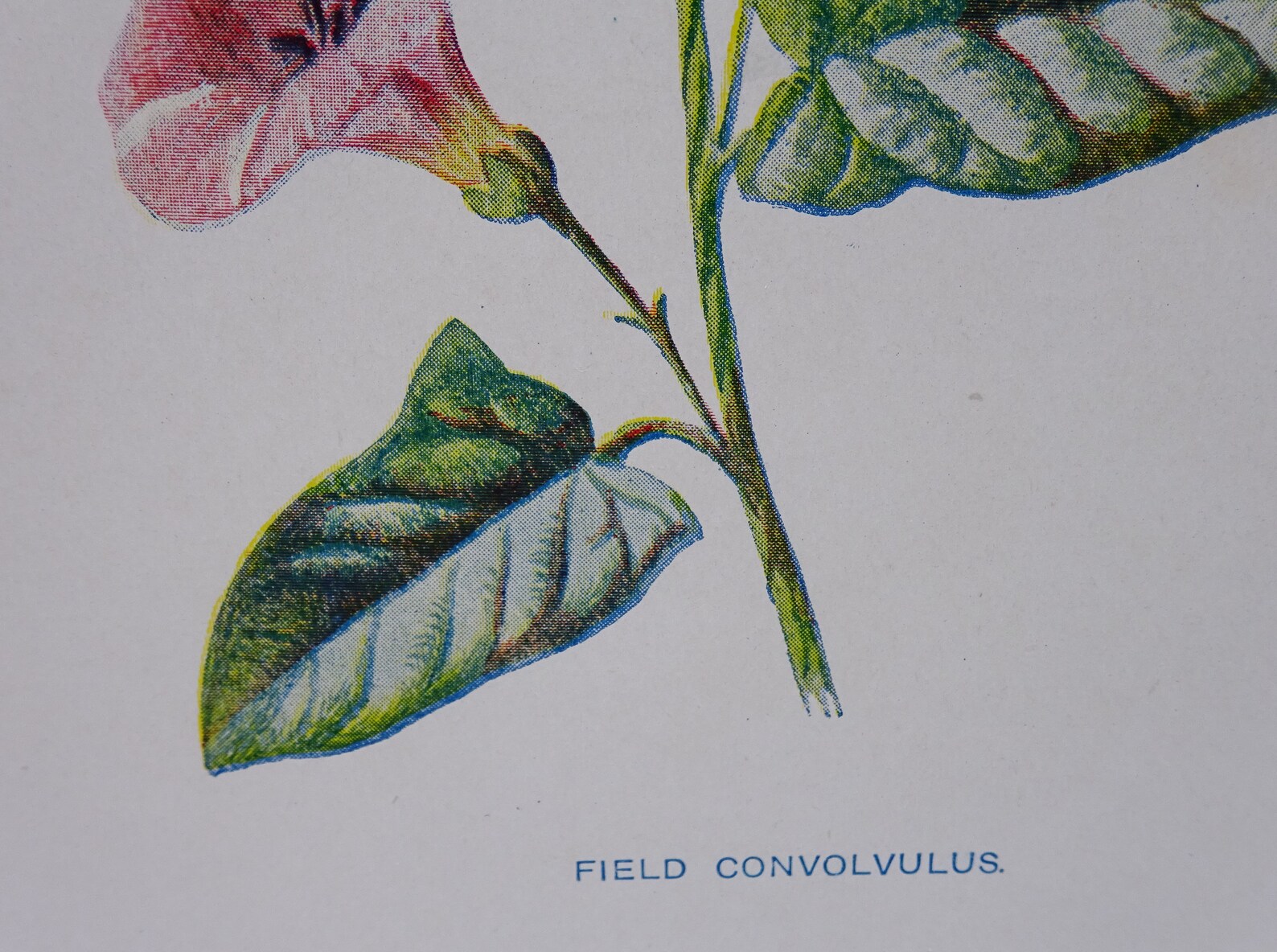 Victorian Wildflower Print ~ Field Convolvulus Antique Original ...