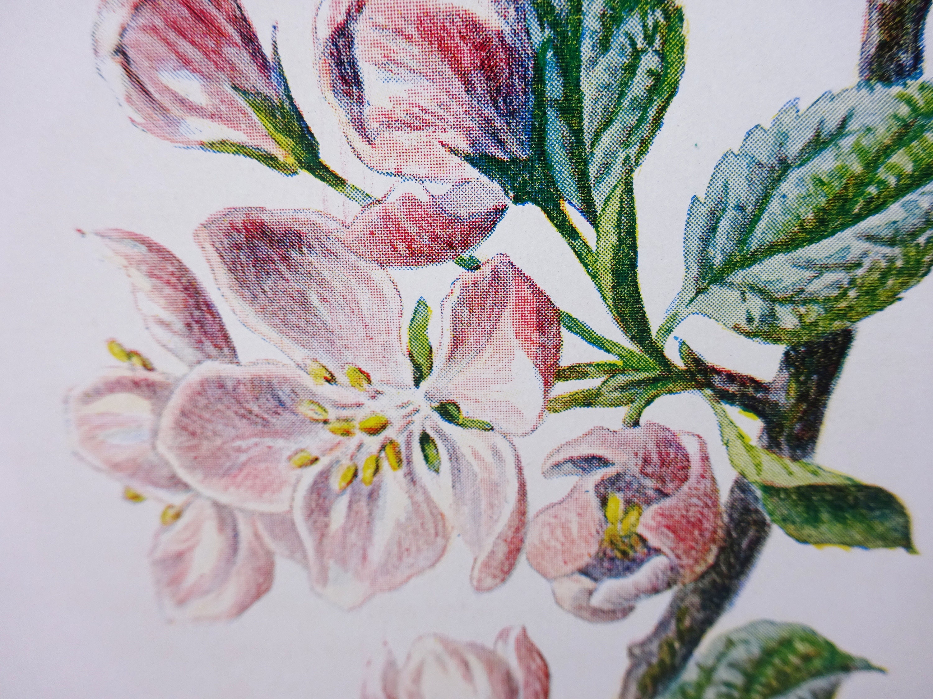 Victorian Wildflower Print ~ Apple, Antique Original Illustration by F ...