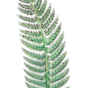 Victorian Fern Print, Original Hand Coloured by John E. Sowerby, From ...