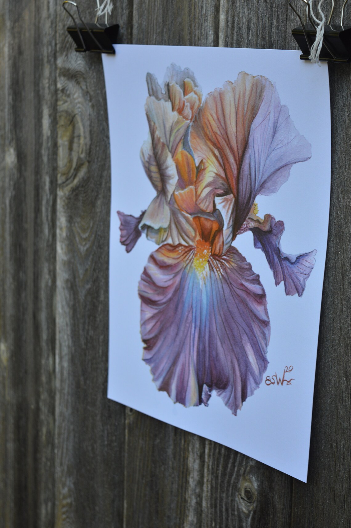 Pink Iris Print and Sticker 8.5 X 11 in Print 3 in Sticker - Etsy