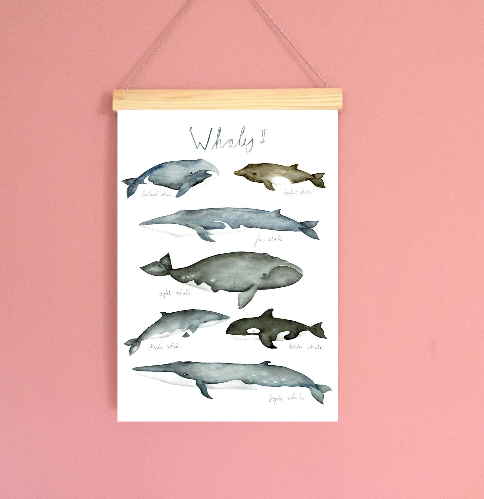 Whales, Collection of Whales, Underwater Animal, Nautical, Print - Etsy