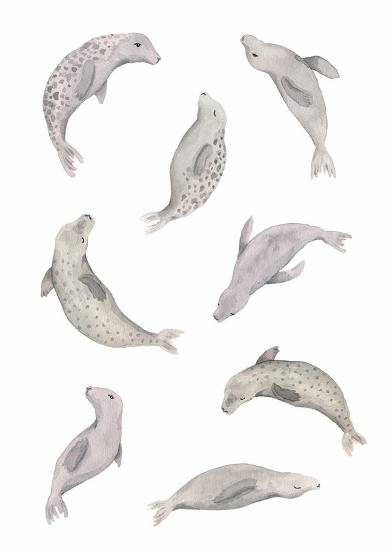 How To Draw A Seal Swimming