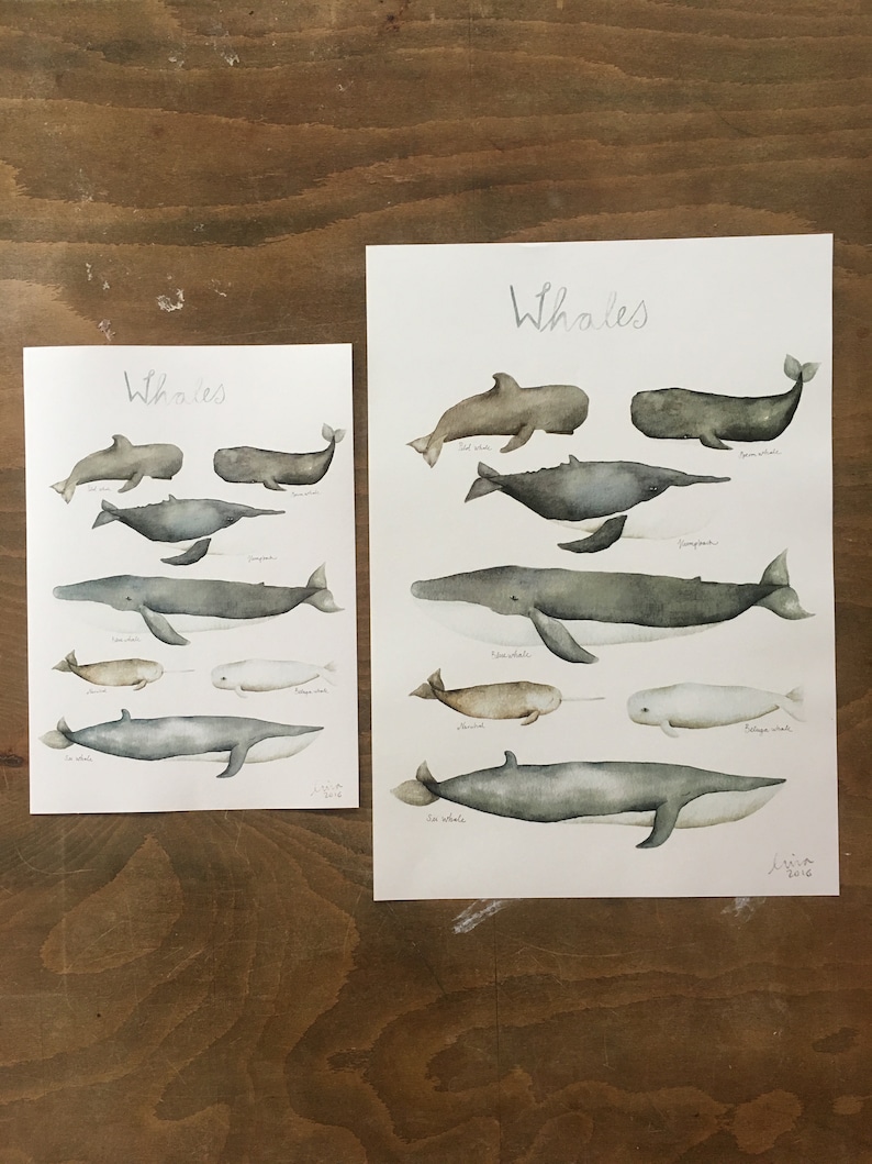 Whales, Collection of Whales, Underwater Animal, Nautical, Print - Etsy