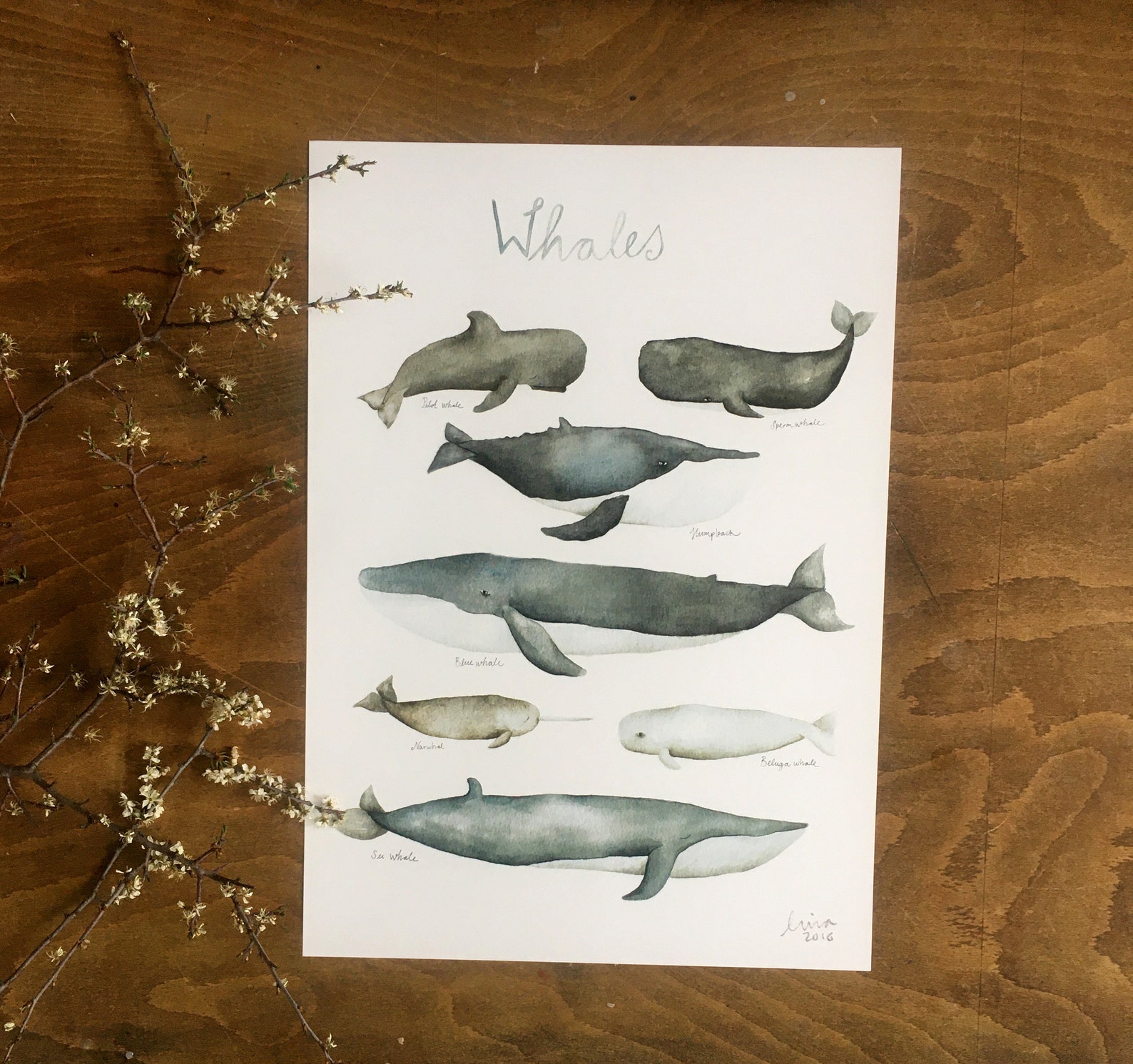 Whales, Collection of Whales, Underwater Animal, Nautical, Print - Etsy