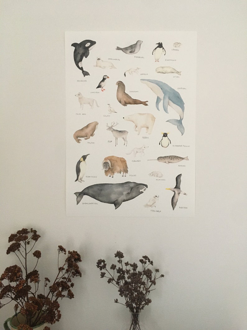 Polar Animals, Arctic, Antarcitca, Poster, Kids Room, Childrens Room ...