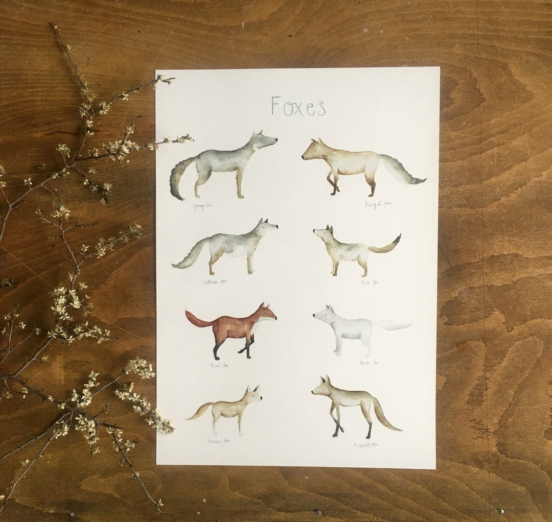 Foxes, Woodland Animals, Woods, Forest, Print, Poster, Illustration - Etsy