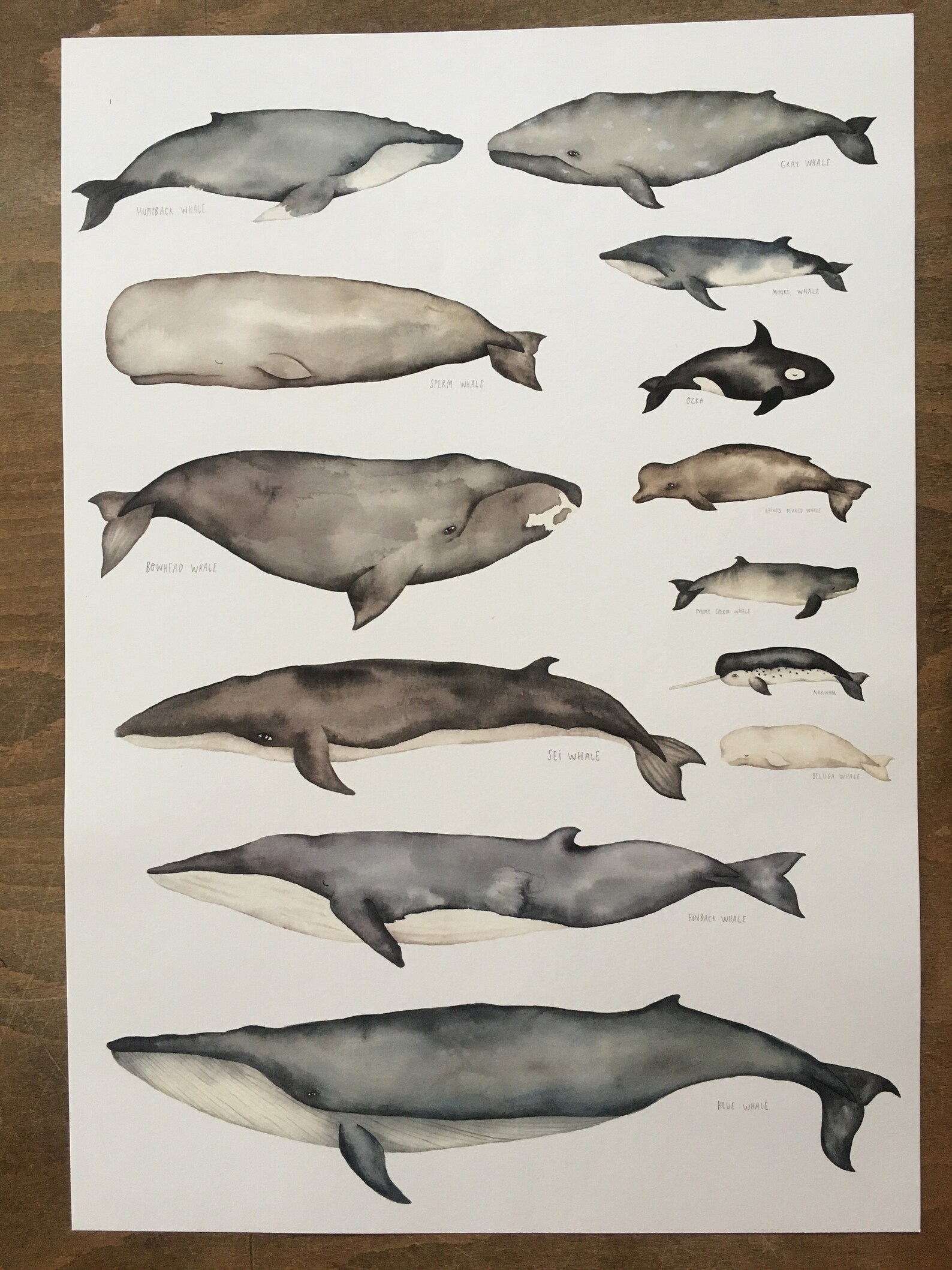 Whales to Scale Nautical Underwater Blue Whale Sperm - Etsy