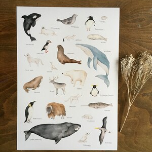 Polar Animals, Arctic, Antarcitca, Poster, Kids Room, Childrens Room ...
