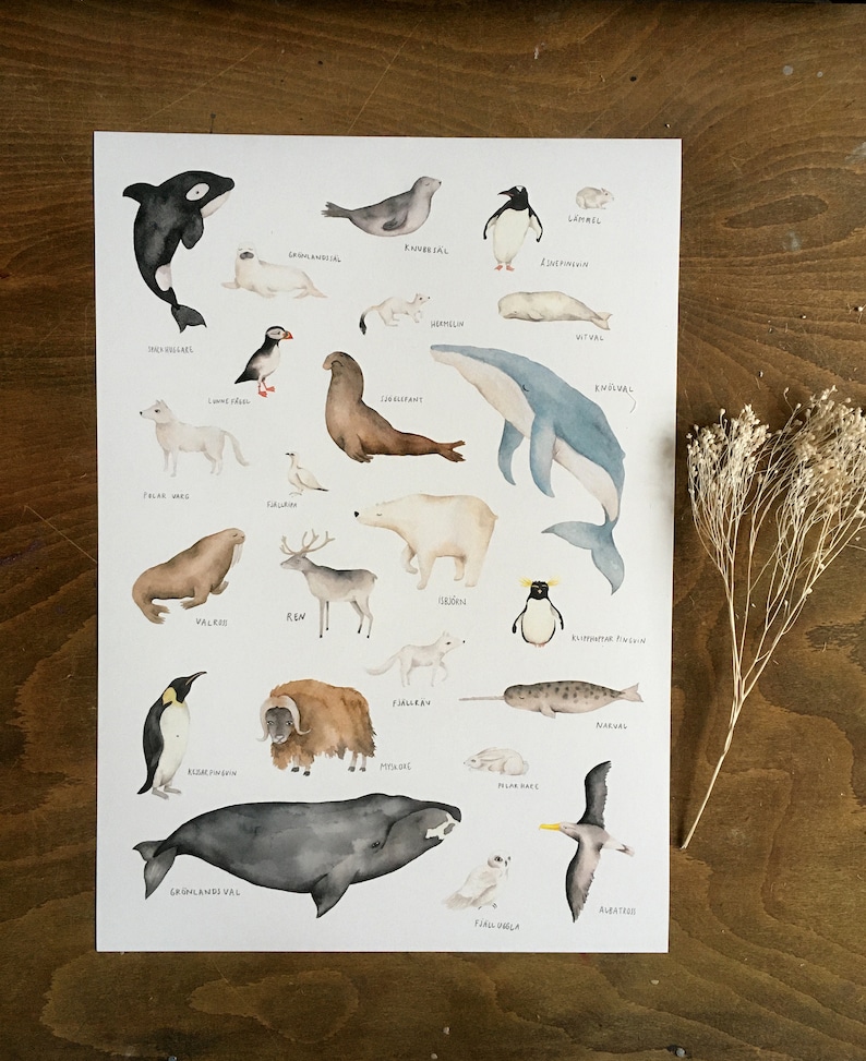 Polar Animals, Arctic, Antarcitca, Poster, Kids Room, Childrens Room ...