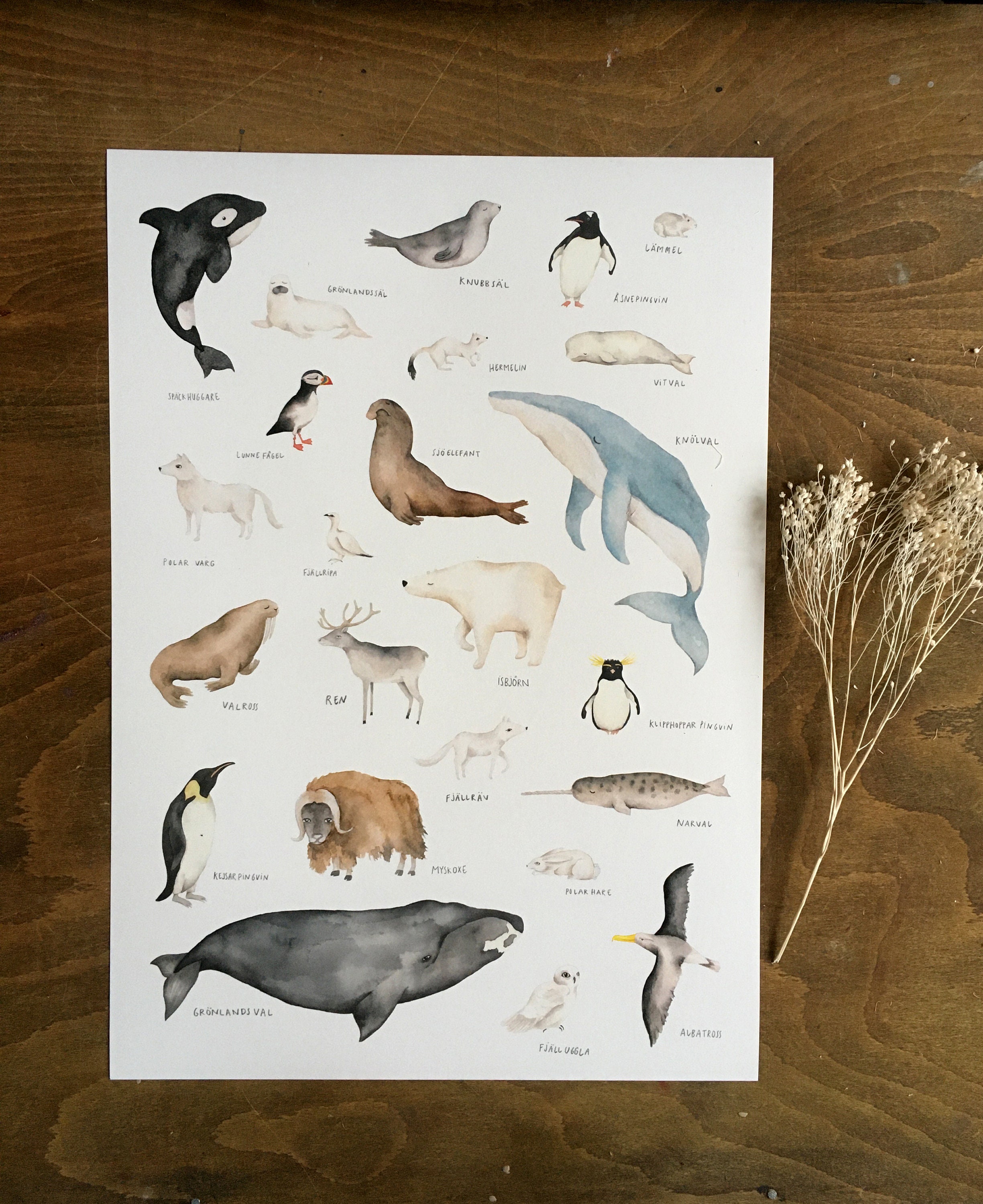 Polar Animals, Arctic, Antarcitca, Poster, Kids Room, Childrens Room ...