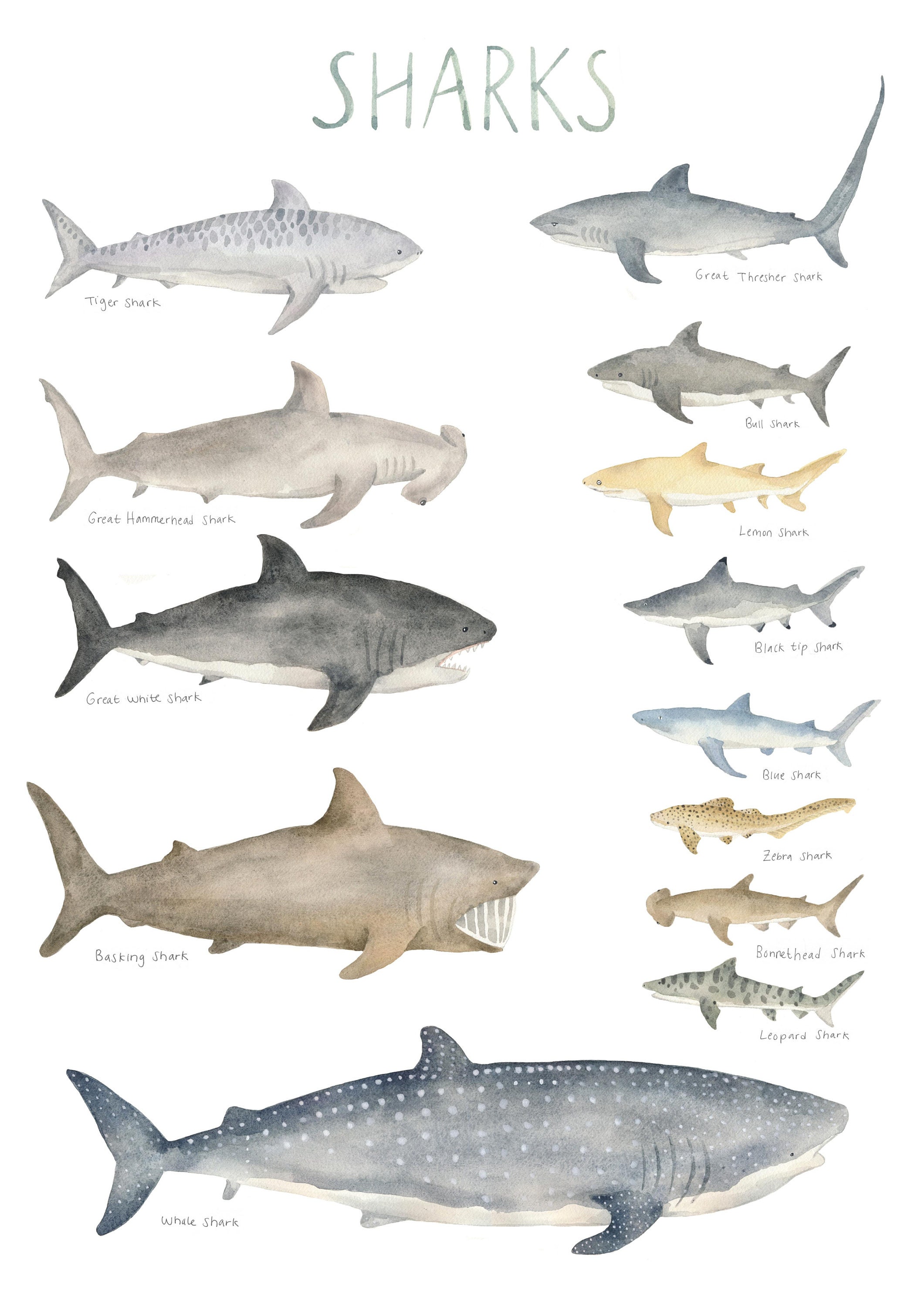 Sharks of the World , Collection of Sharks, Poster, Wall Art, Print - Etsy