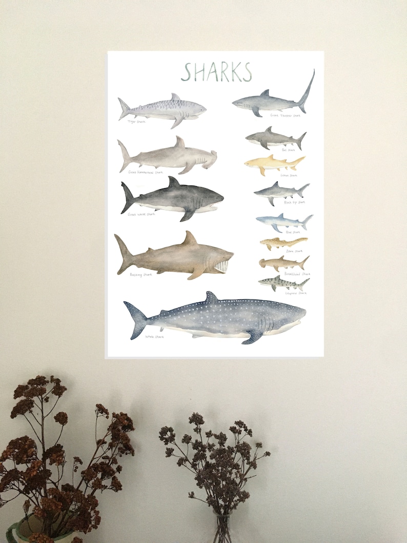 Sharks of the World , Collection of Sharks, Poster, Wall Art, Print - Etsy