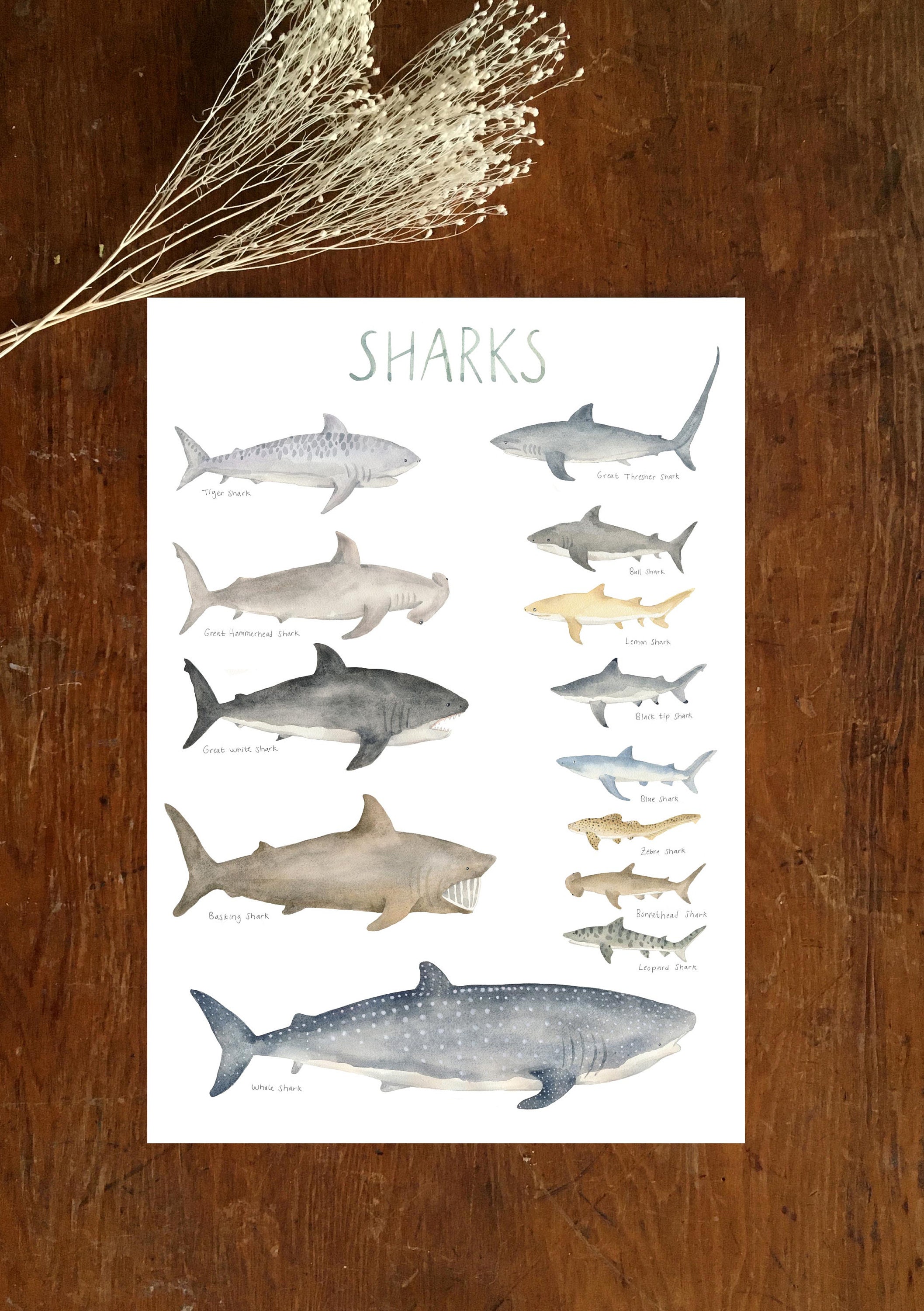 Sharks of the World , Collection of Sharks, Poster, Wall Art, Print - Etsy