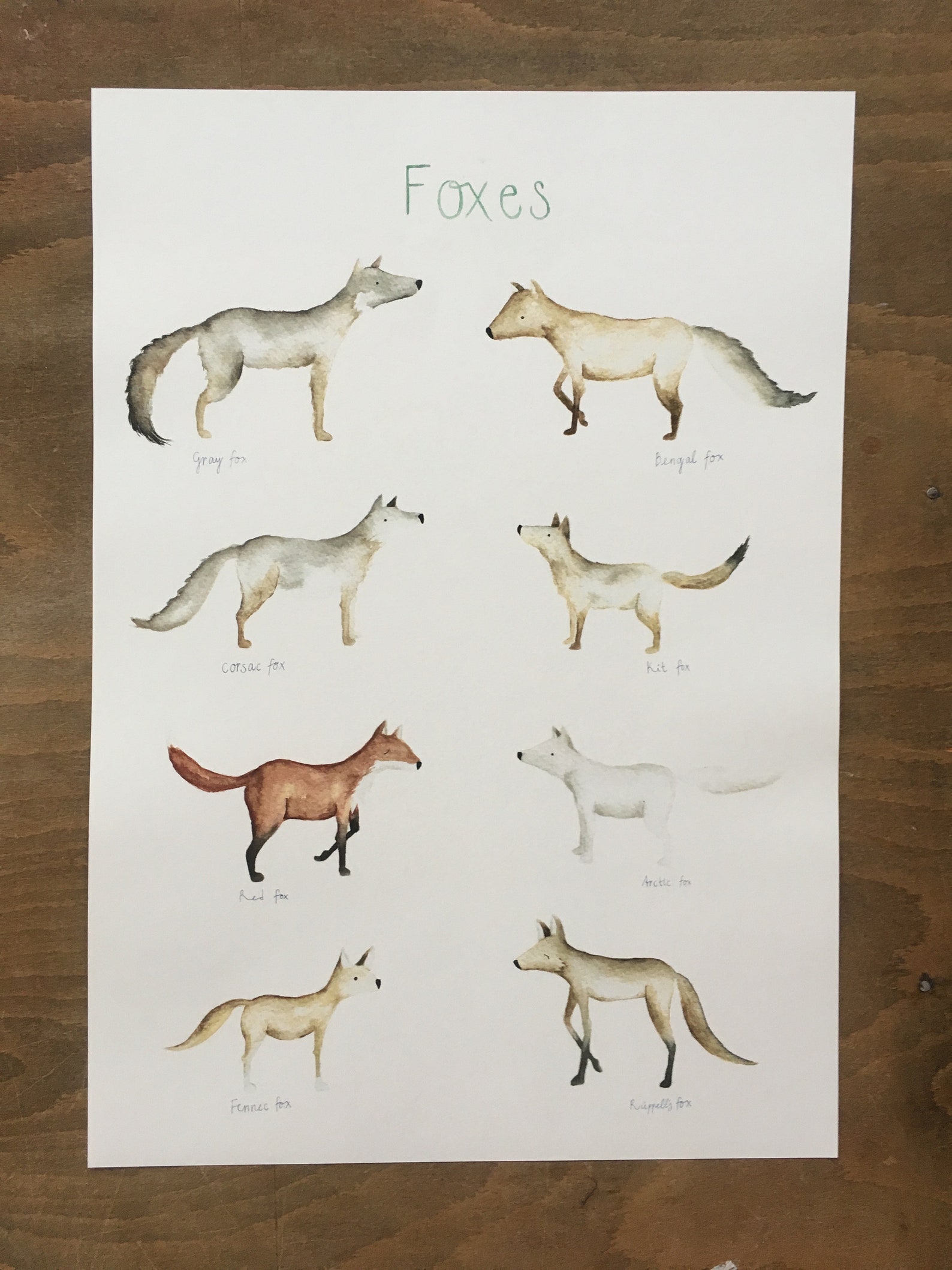 Foxes, Woodland Animals, Woods, Forest, Print, Poster, Illustration ...