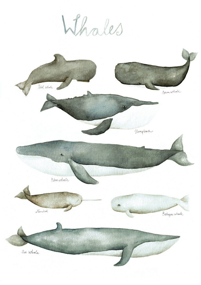 Whales, Collection of Whales, Underwater Animal, Nautical, Print - Etsy