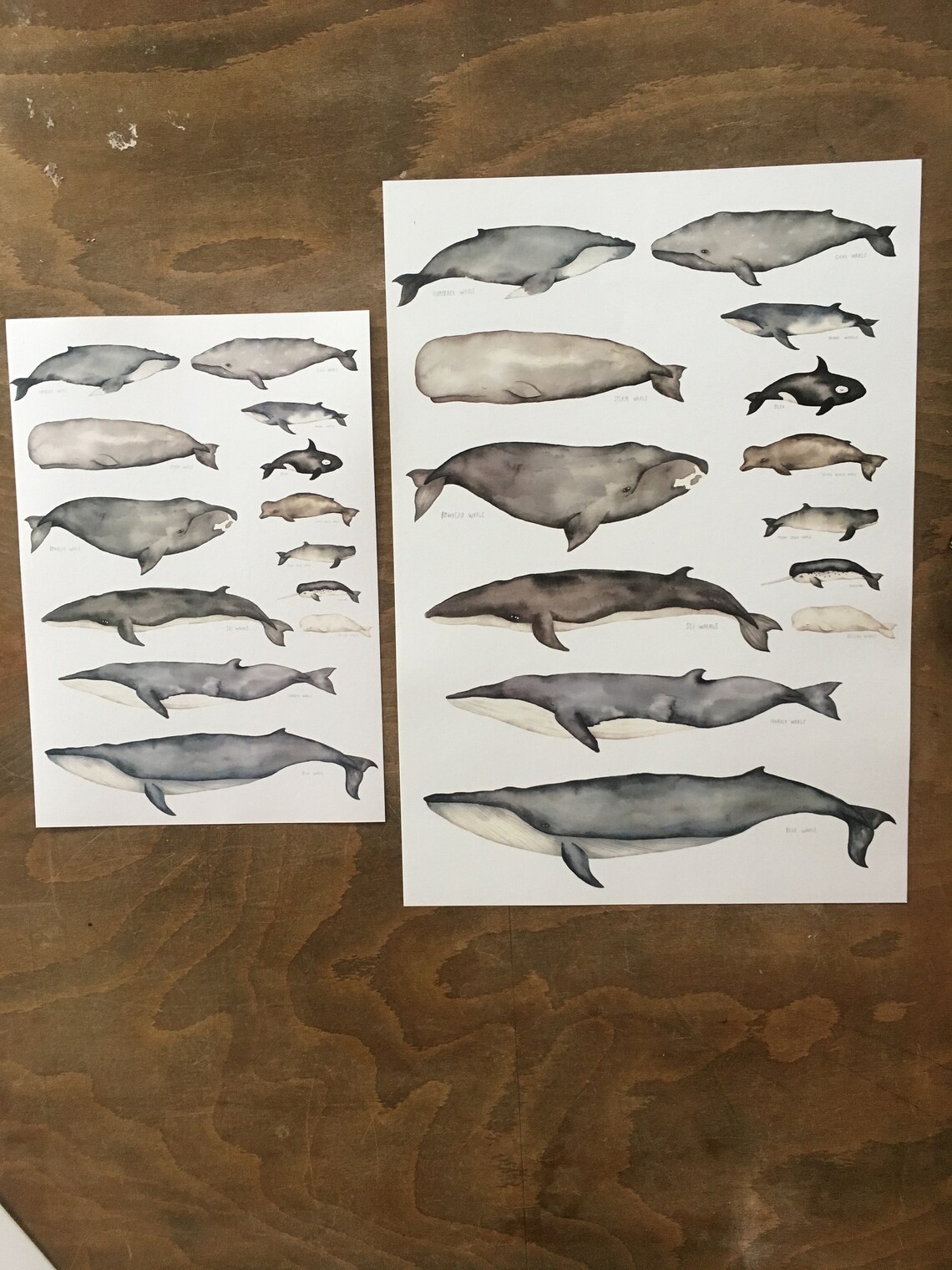 Whales to Scale Nautical Underwater Blue Whale Sperm - Etsy