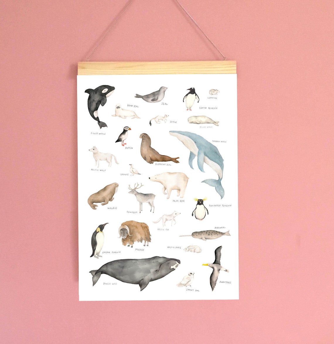 Polar Animals, Arctic, Antarcitca, Poster, Kids Room, Childrens Room ...