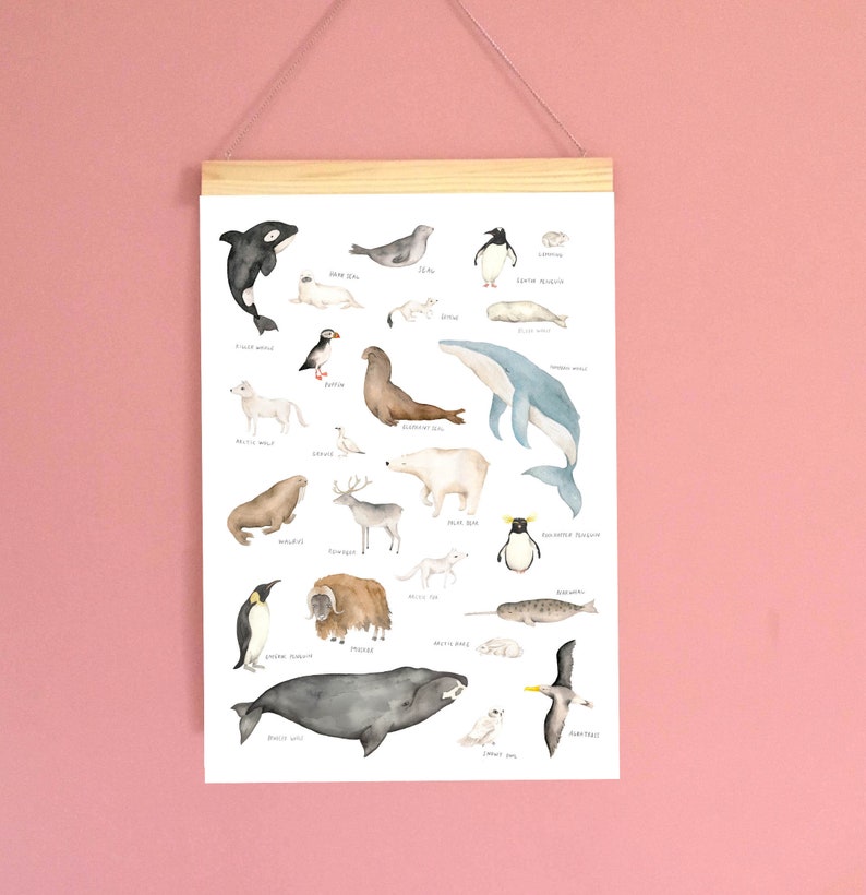 Polar Animals, Arctic, Antarcitca, Poster, Kids Room, Childrens Room ...