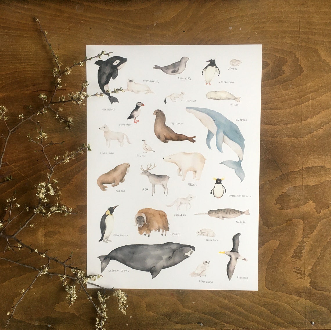 Polar Animals, Arctic, Antarcitca, Poster, Kids Room, Childrens Room ...