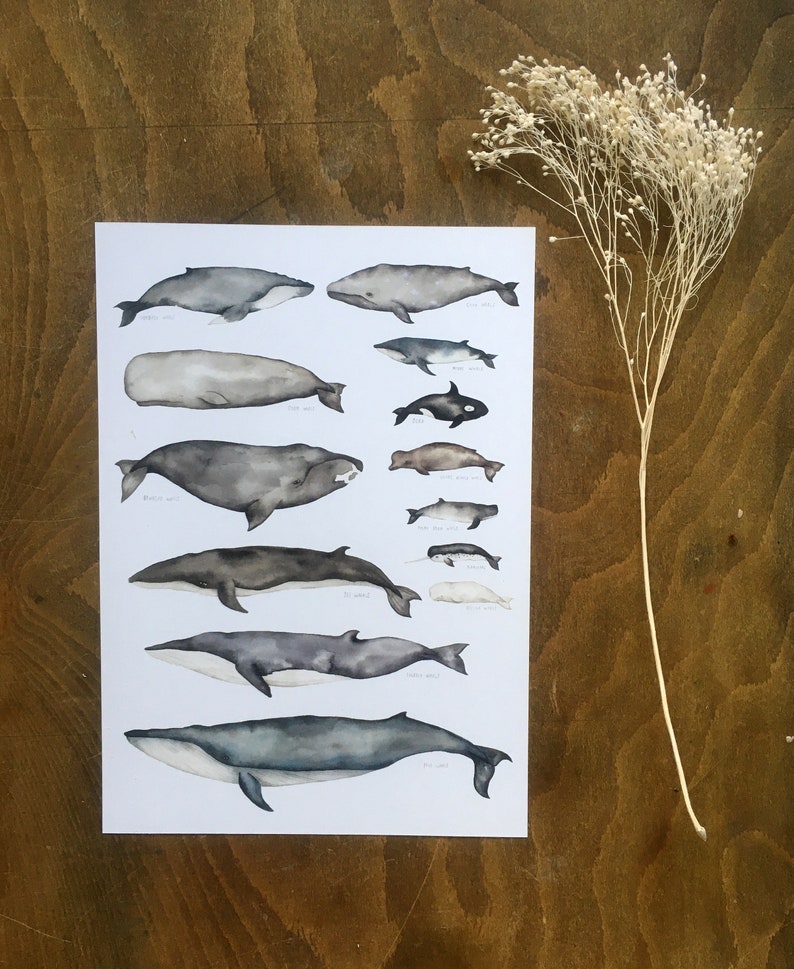 Whales to Scale Nautical Underwater Blue Whale Sperm - Etsy