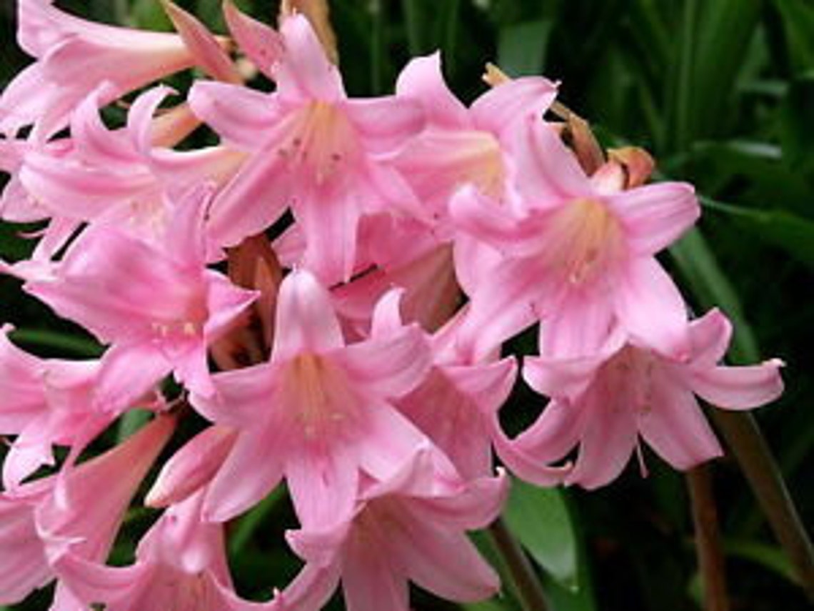 6 Surprise Lily Bulbs 1/2 Dozen Vintage Heirloom Bulb From Granny's ...