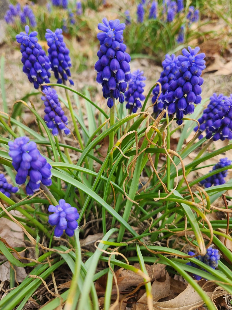 Grape Hyacinth/muscari One Dozen(12) Bulbs/bulblets Spring Blooming - Etsy