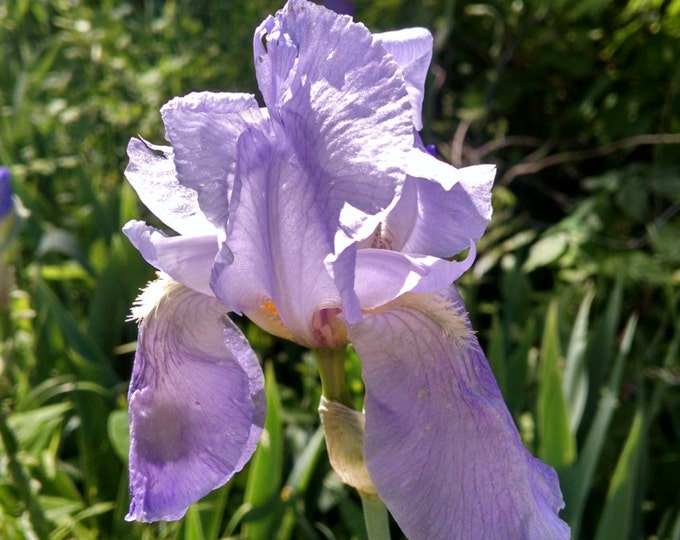 Six 6 Half Dozen Heirloom Lily Bulbs Naked Ladies Surprise Lily ...